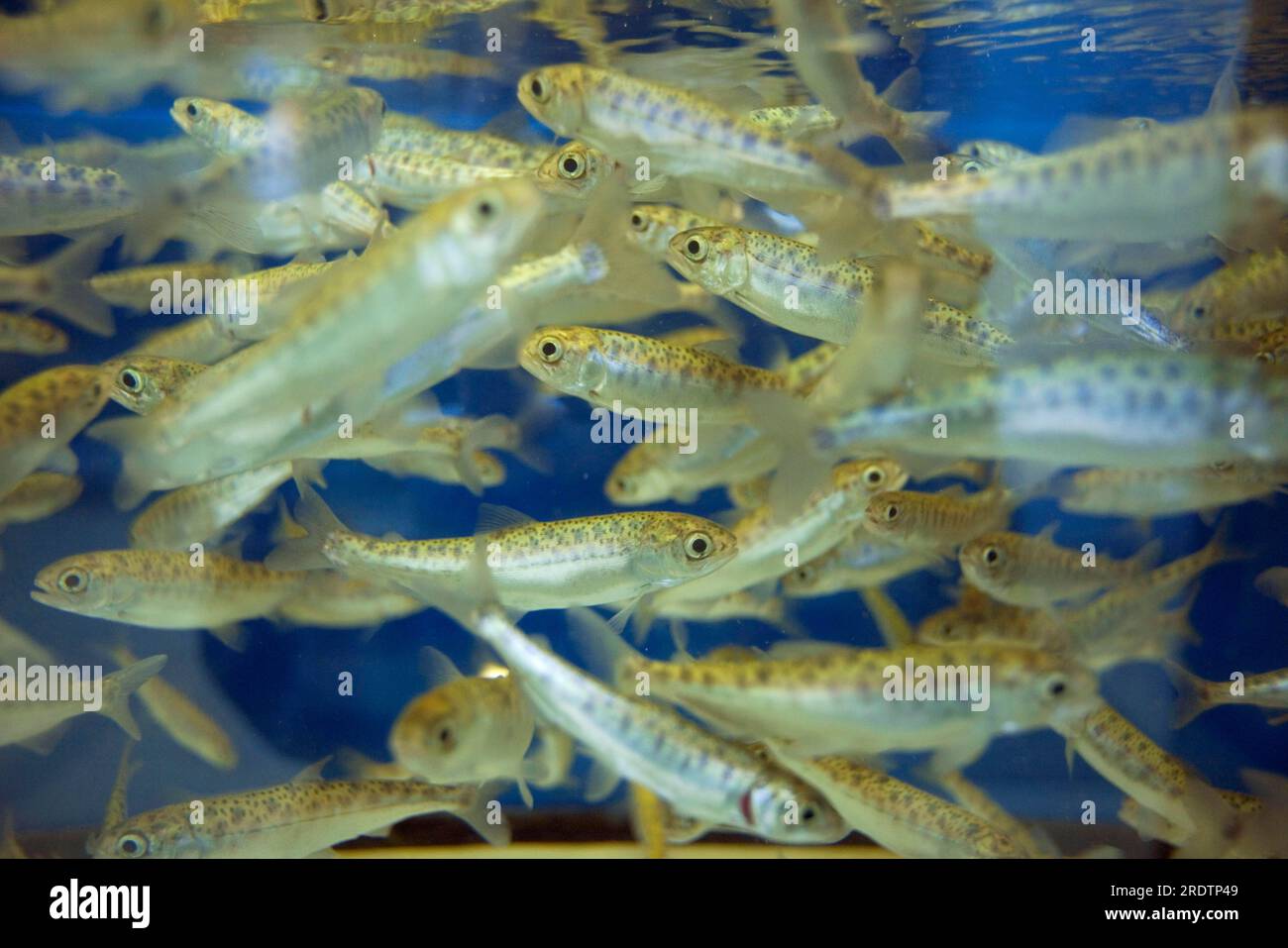 Red salmon (Oncorhynchus nerka), juveniles, salmon, blueback salmon ...