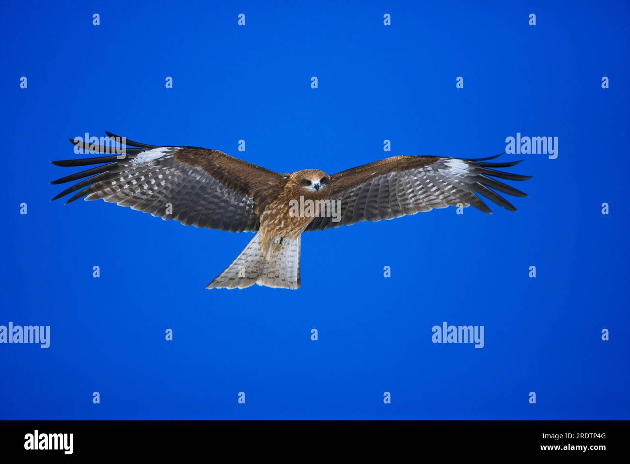 Siberian Black Kite, Hokkaido (Milvus lineatus), kite, releasable ...