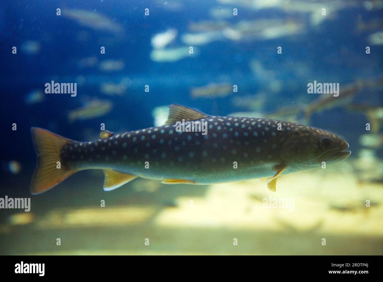 Indo pacific tarpon hi-res stock photography and images - Alamy
