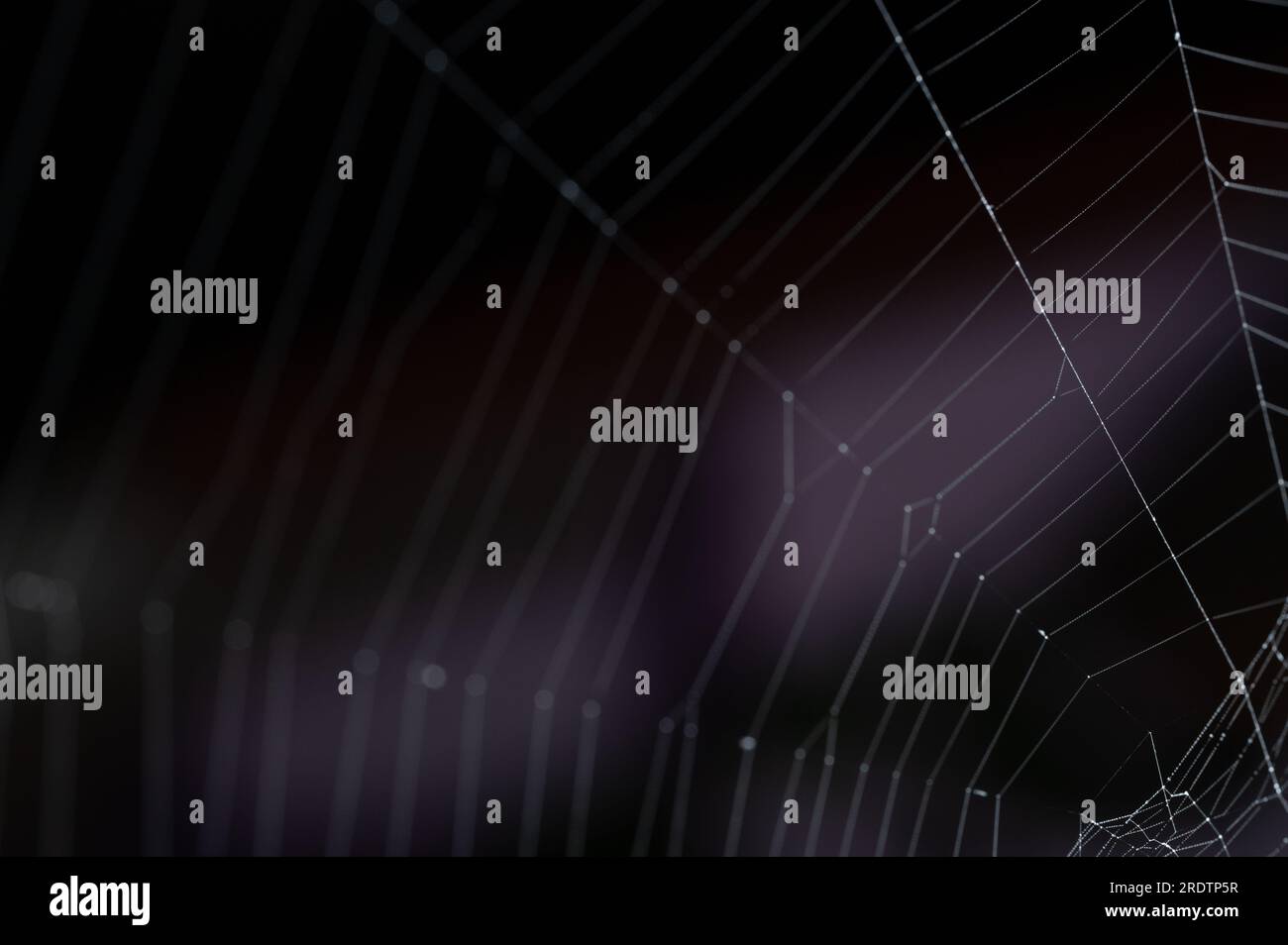 Lines of spider web macro close up view in dark background Stock Photo ...
