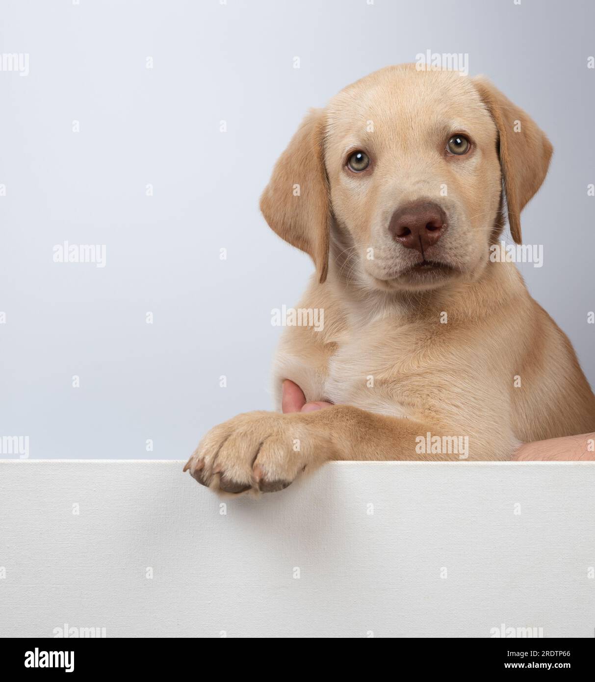 Adorable cute lab puppy looking in camera isolated on white studio ...