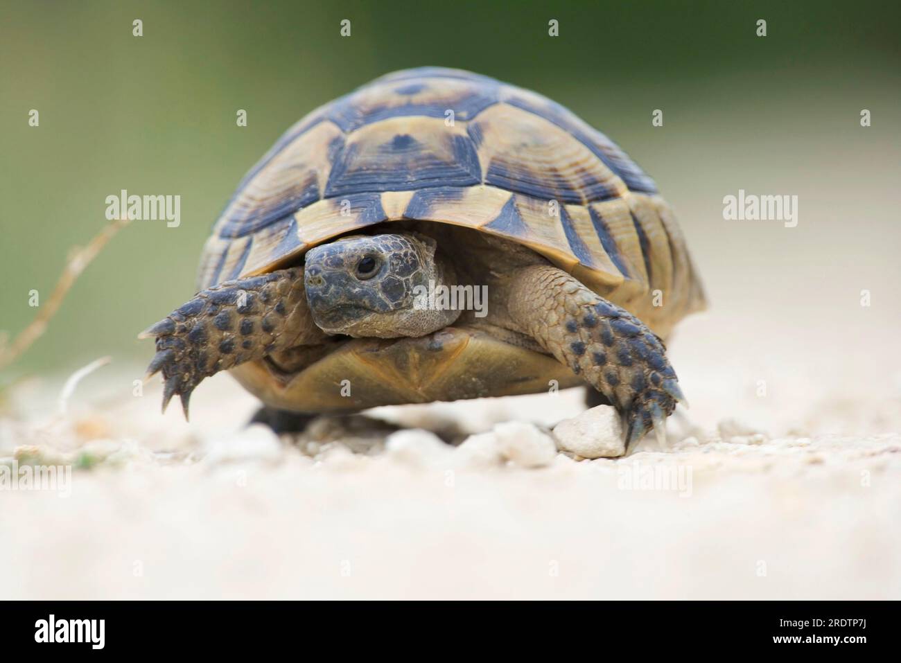 Spur-thighed Tortoise (Testudo graeca), Bulgaria Stock Photo - Alamy