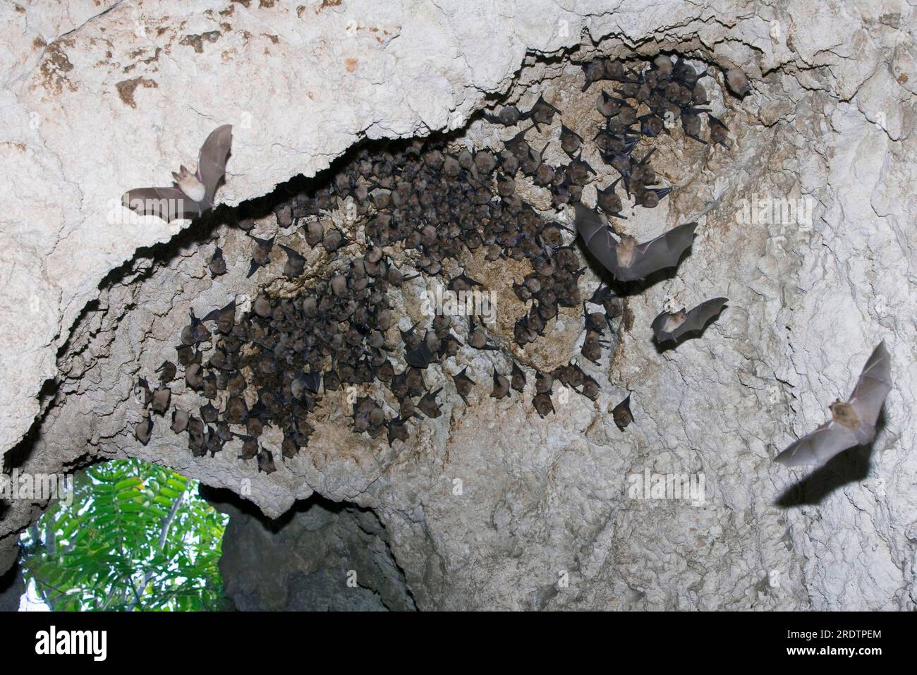 Mediterranean Horseshoe Bats (Rhinolophus euryale), Bulgaria Stock ...
