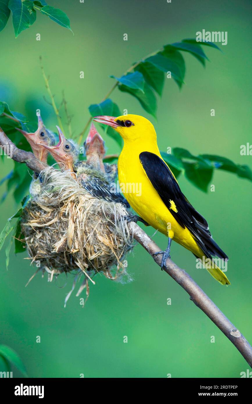 Eurasian Golden Oriole (Oriolus oriolus), male at nest with chicks ...