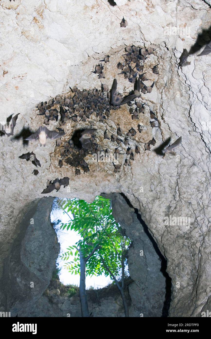 Mediterranean Horseshoe Bats (Rhinolophus euryale), Bulgaria Stock ...