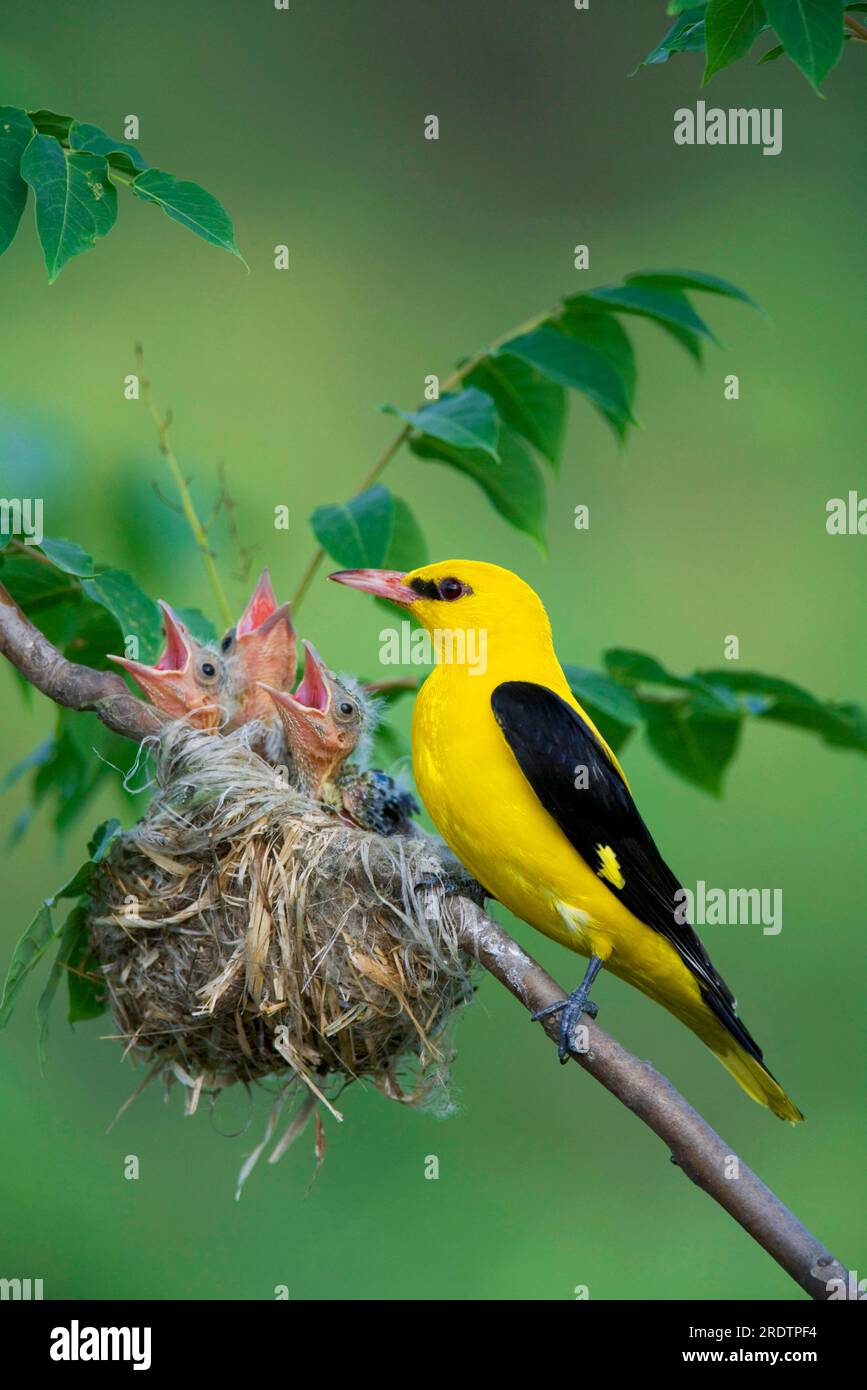 Eurasian Golden Oriole (Oriolus oriolus), male at nest with chicks ...