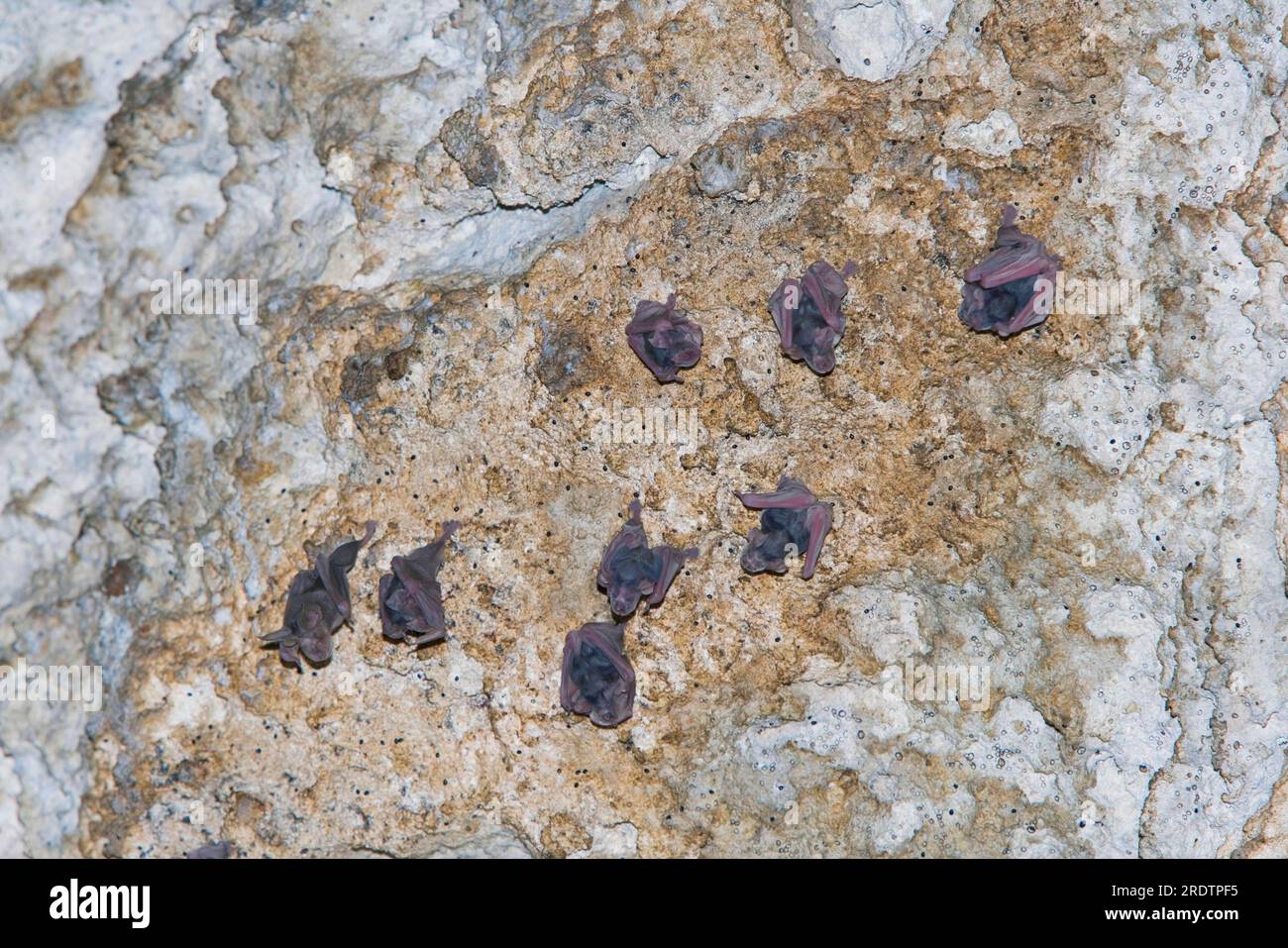 Young Mediterranean Horseshoe Bats (Rhinolophus euryale), Bulgaria ...