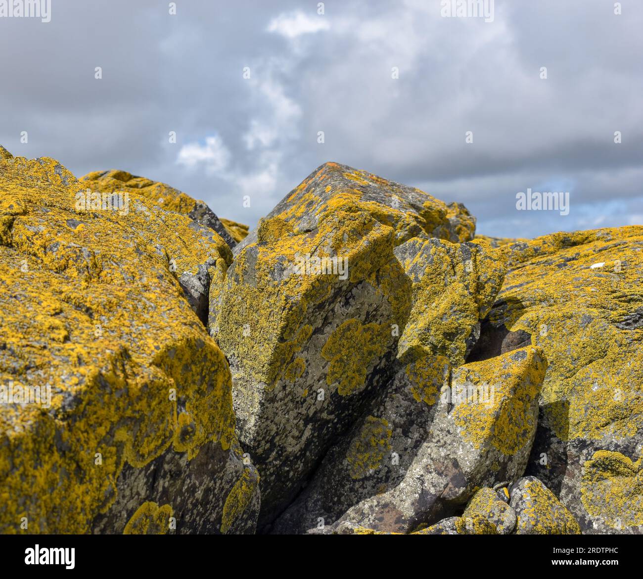 Yellow Algae covered rocks pictured under a cloudy grey sky Stock Photo ...