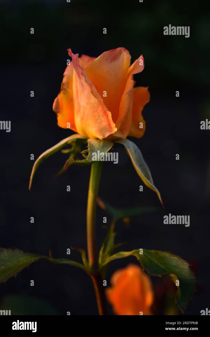 Creamy pink rose flowers in the setting sun. Beautiful orange flowers ...