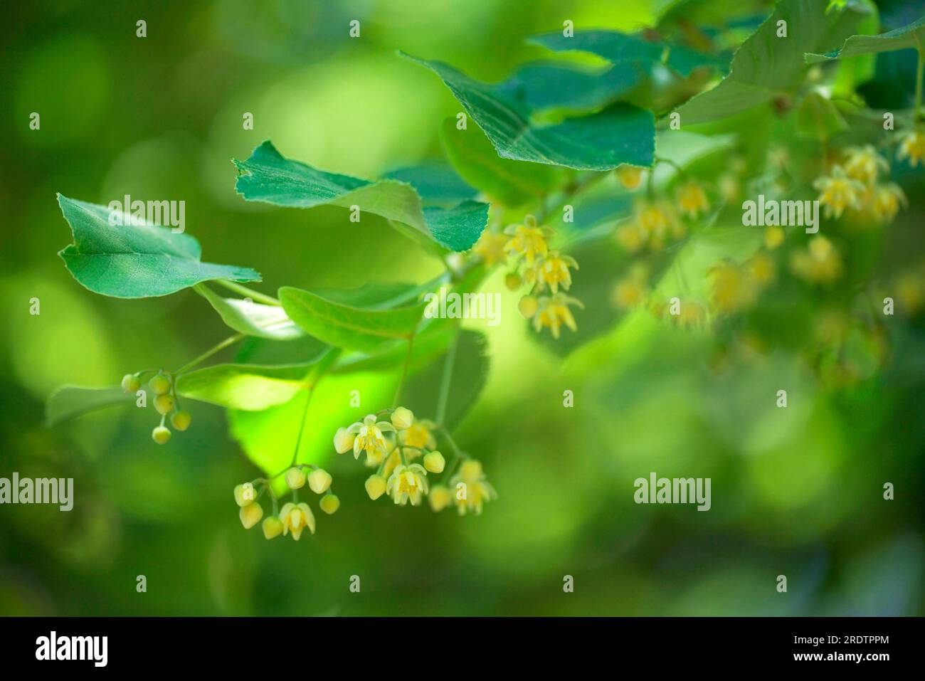 Silver lime (Tilia tomentosa), Bulgaria Stock Photo - Alamy