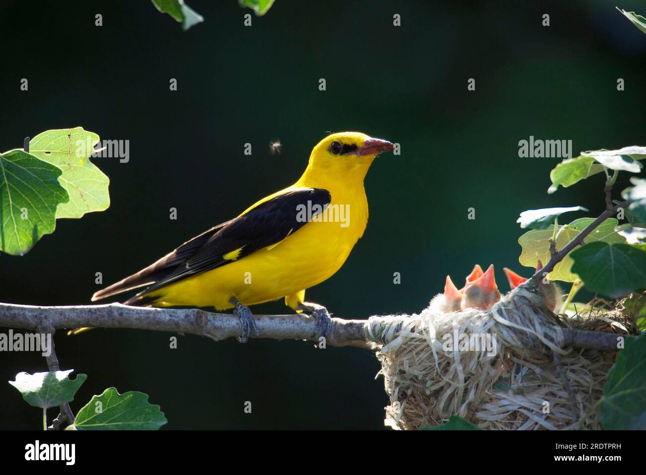 Golden (Oriolus oriolus) Orioles, male at nest with chicks, Bulgaria ...