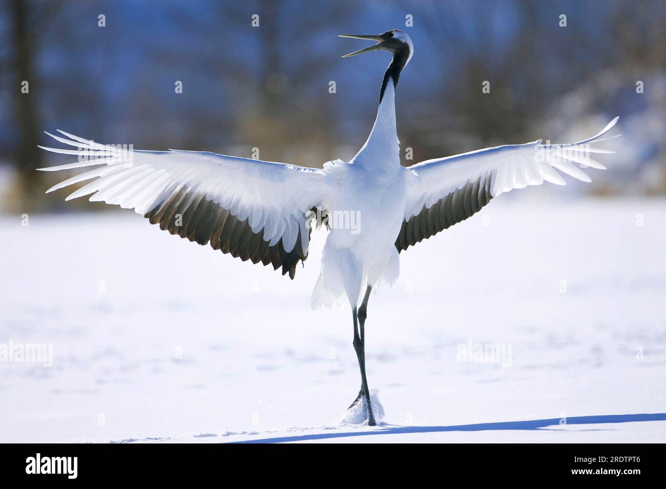 Japanese Crane, Hokkaido, Japan, Japanese Crane, Manchurian Crane (Grus ...