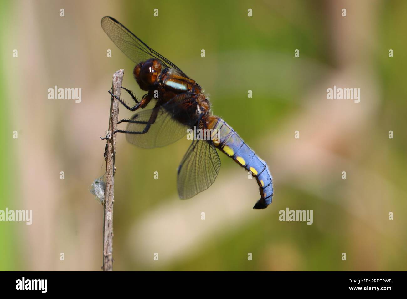 Male broad Boddied Chaser Dragonfly holding onto a reed , County Durham ...