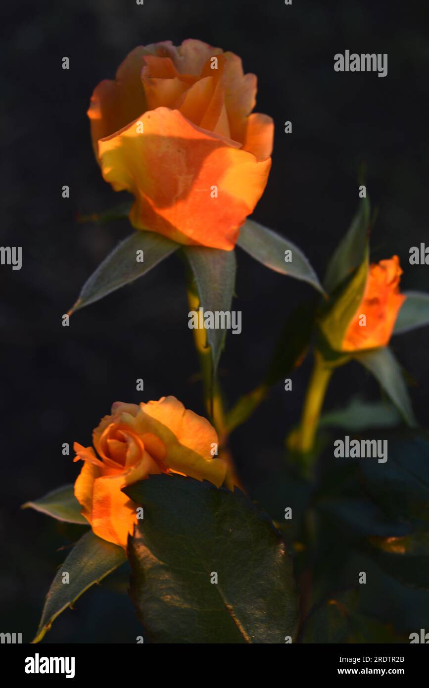 Creamy pink rose flowers in the setting sun. Beautiful orange flowers ...