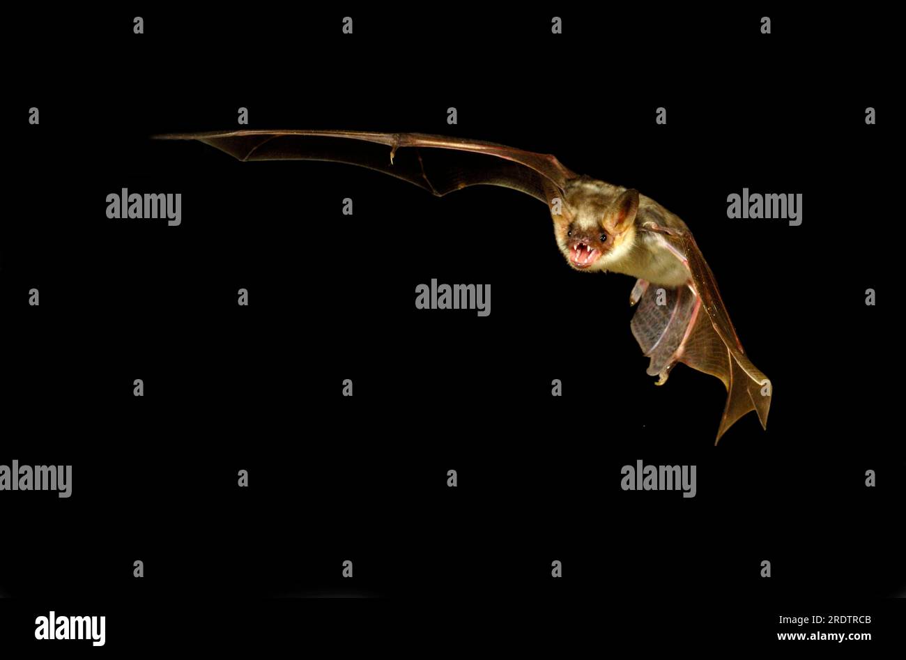 Greater mouse-eared bat (Myotis myotis), Hesse, Germany Stock Photo - Alamy