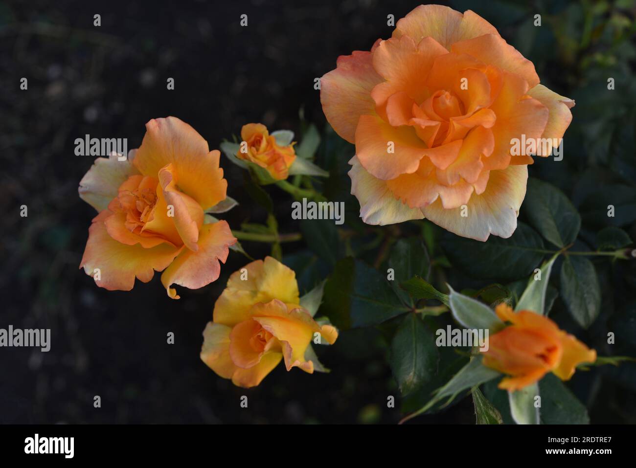 Creamy pink rose flowers in the setting sun. Beautiful orange flowers ...