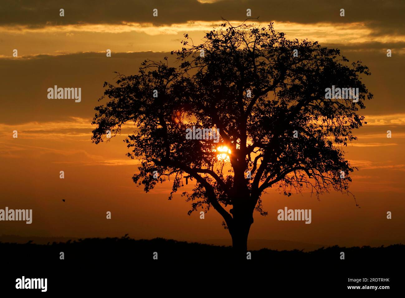Impression, sunrise hi-res stock photography and images - Alamy