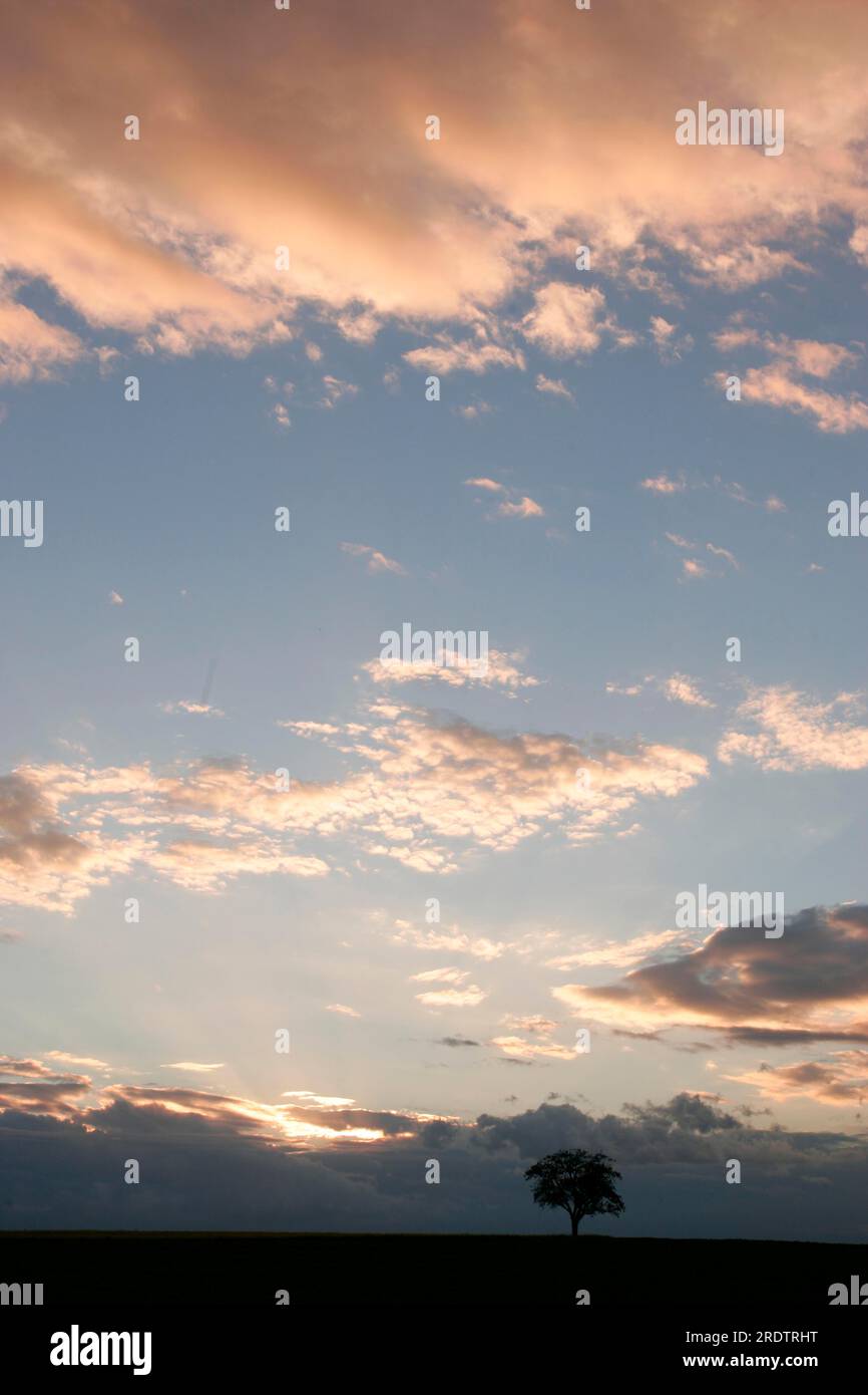 Tree in the sunset Stock Photo - Alamy