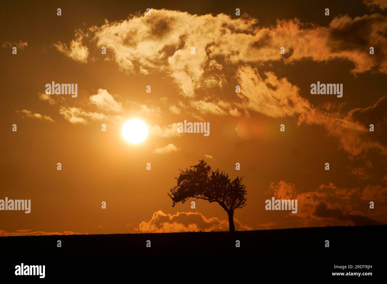 Tree in the sunset Stock Photo - Alamy