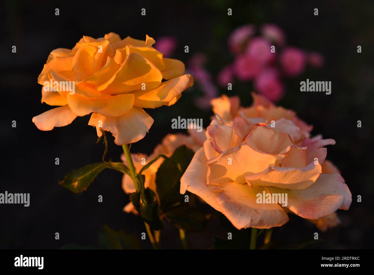 Creamy pink rose flowers in the setting sun. Beautiful orange flowers ...