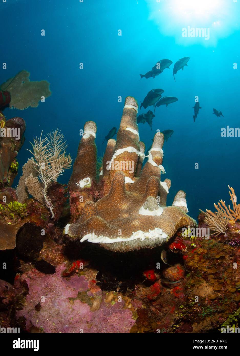 Brassy chub swimming around Pillar Coral (Dendrogyra cylindrus ...
