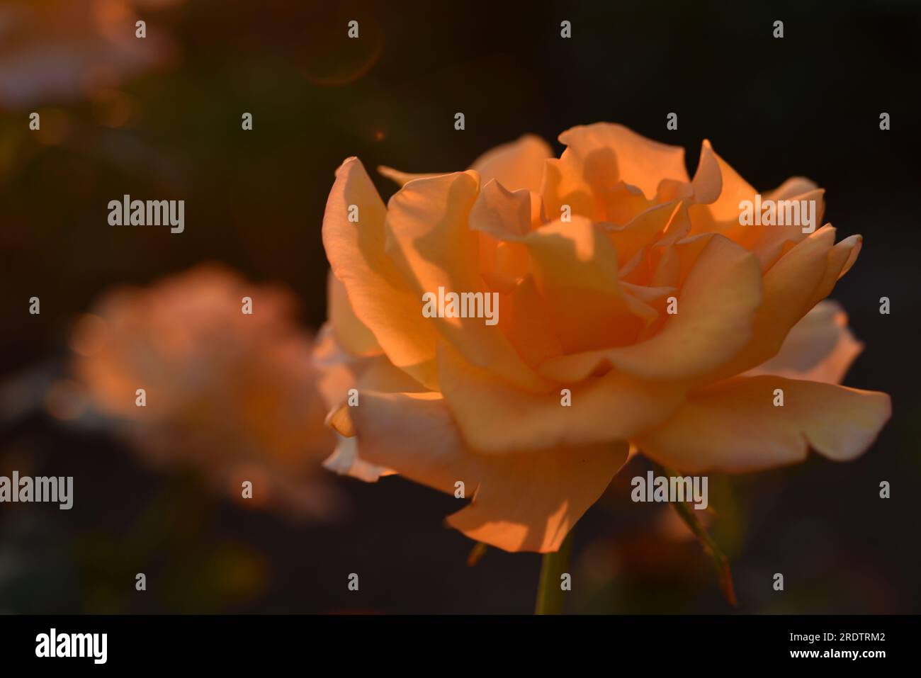 Creamy pink rose flowers in the setting sun. Beautiful orange flowers ...