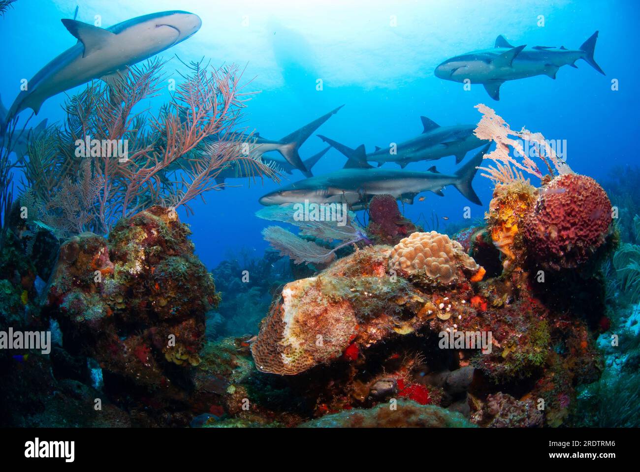 Caribbean reef shark (Carcharhinus perezi) and Nassau grouper ...
