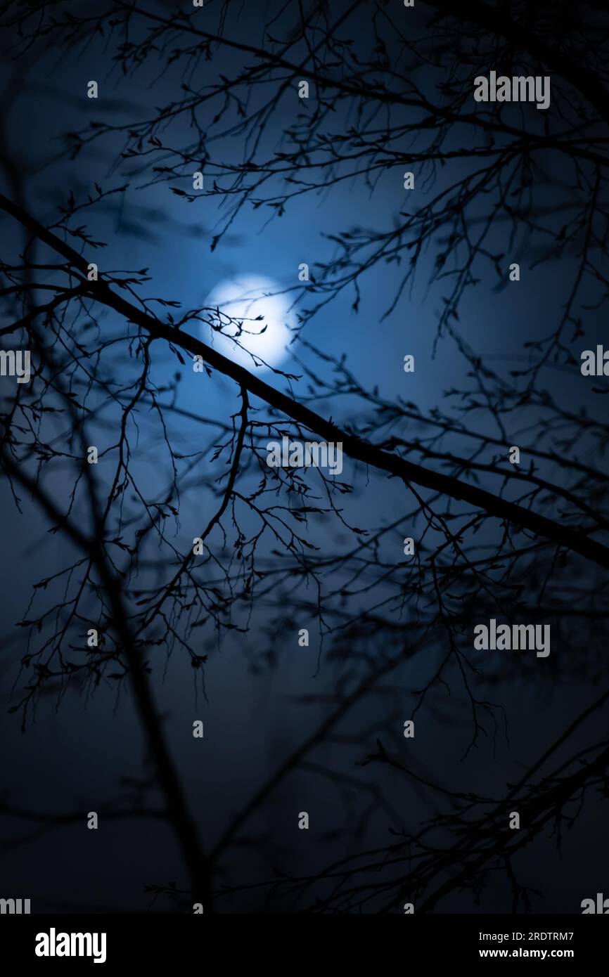 Full moon branches in hi-res stock photography and images - Alamy