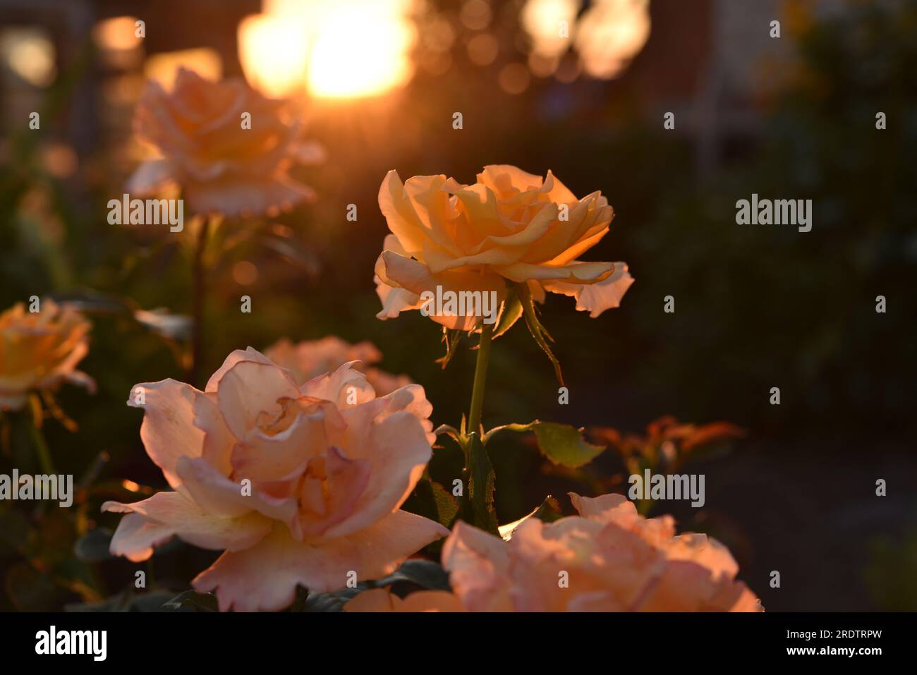 Creamy pink rose flowers in the setting sun. Beautiful orange flowers ...