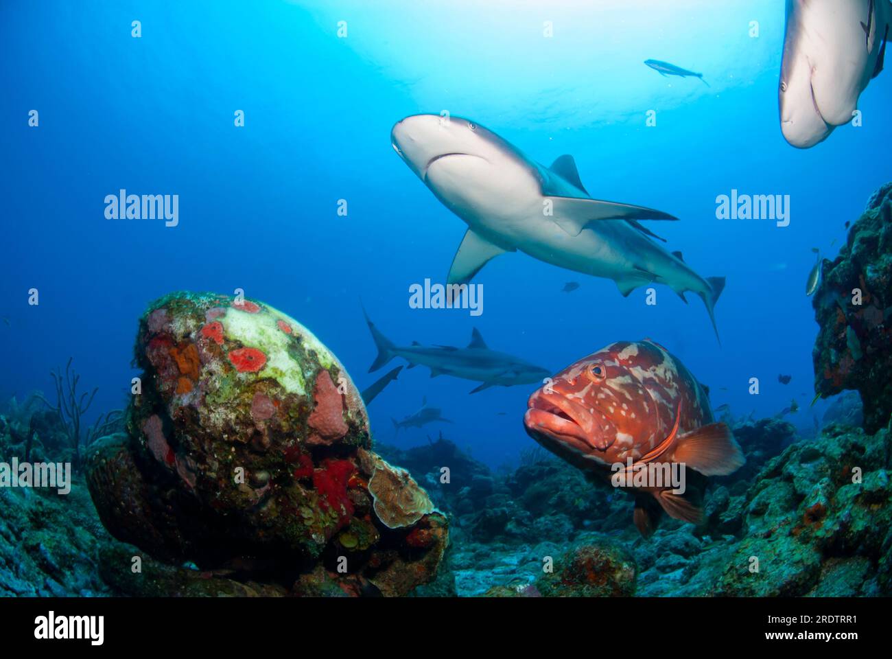 Caribbean reef shark (Carcharhinus perezi) and Nassau grouper ...