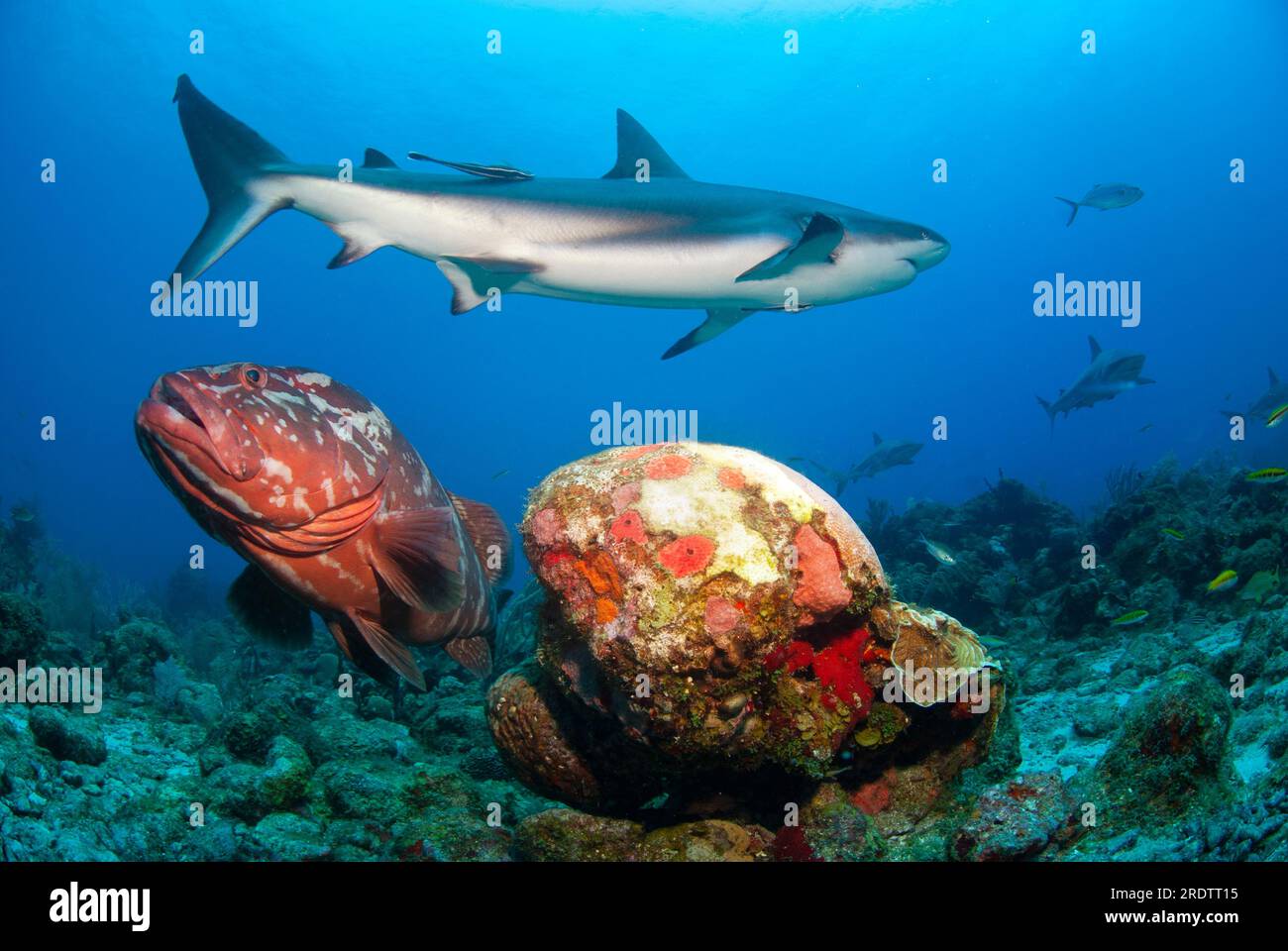 Caribbean reef shark (Carcharhinus perezi) and Nassau grouper ...