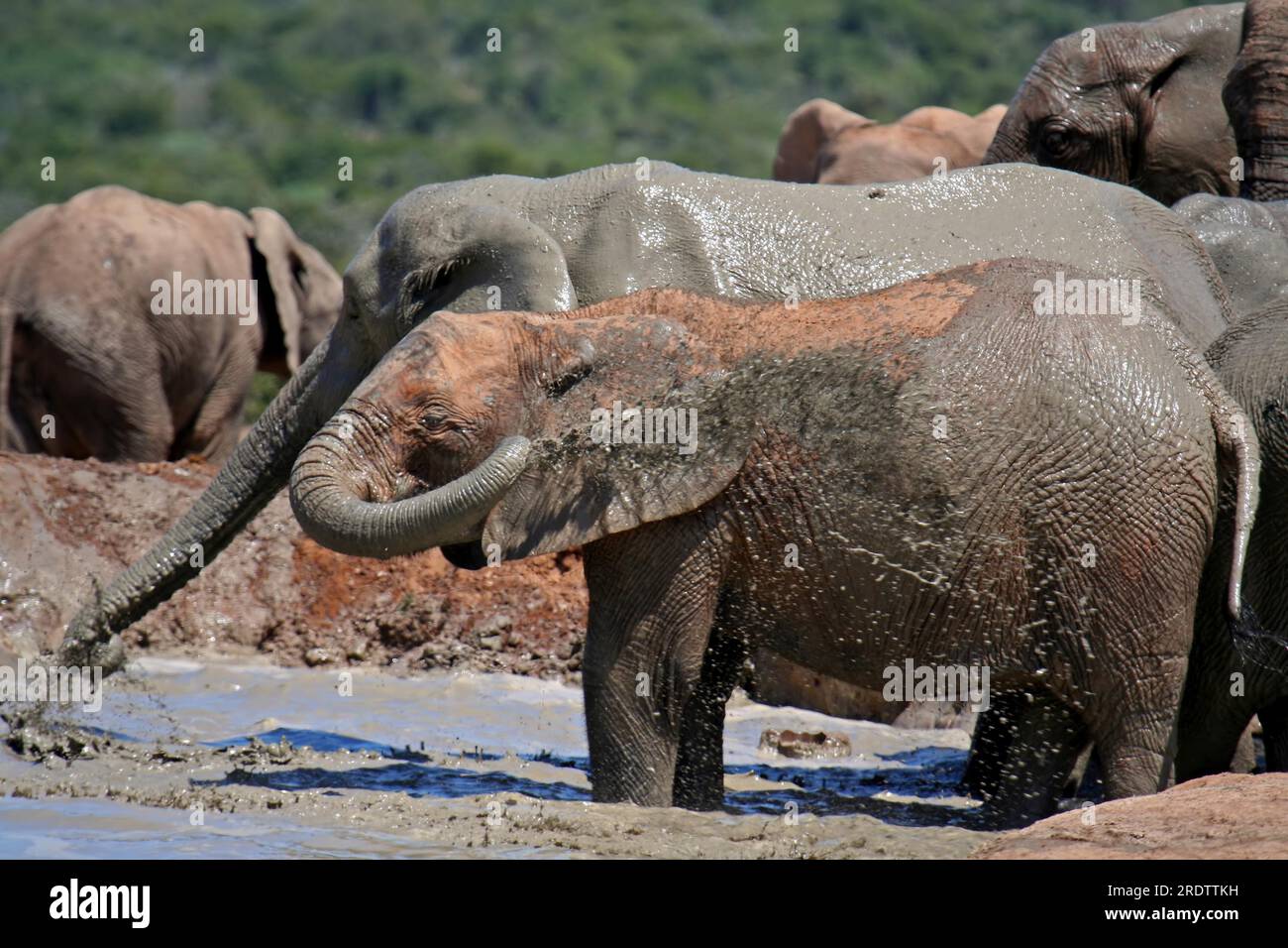 African Elephant, Addo Elephant Park, S Stock Photo - Alamy