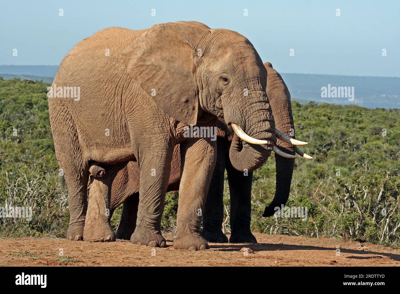 Elephants in Addo Elephant Park, S Stock Photo - Alamy