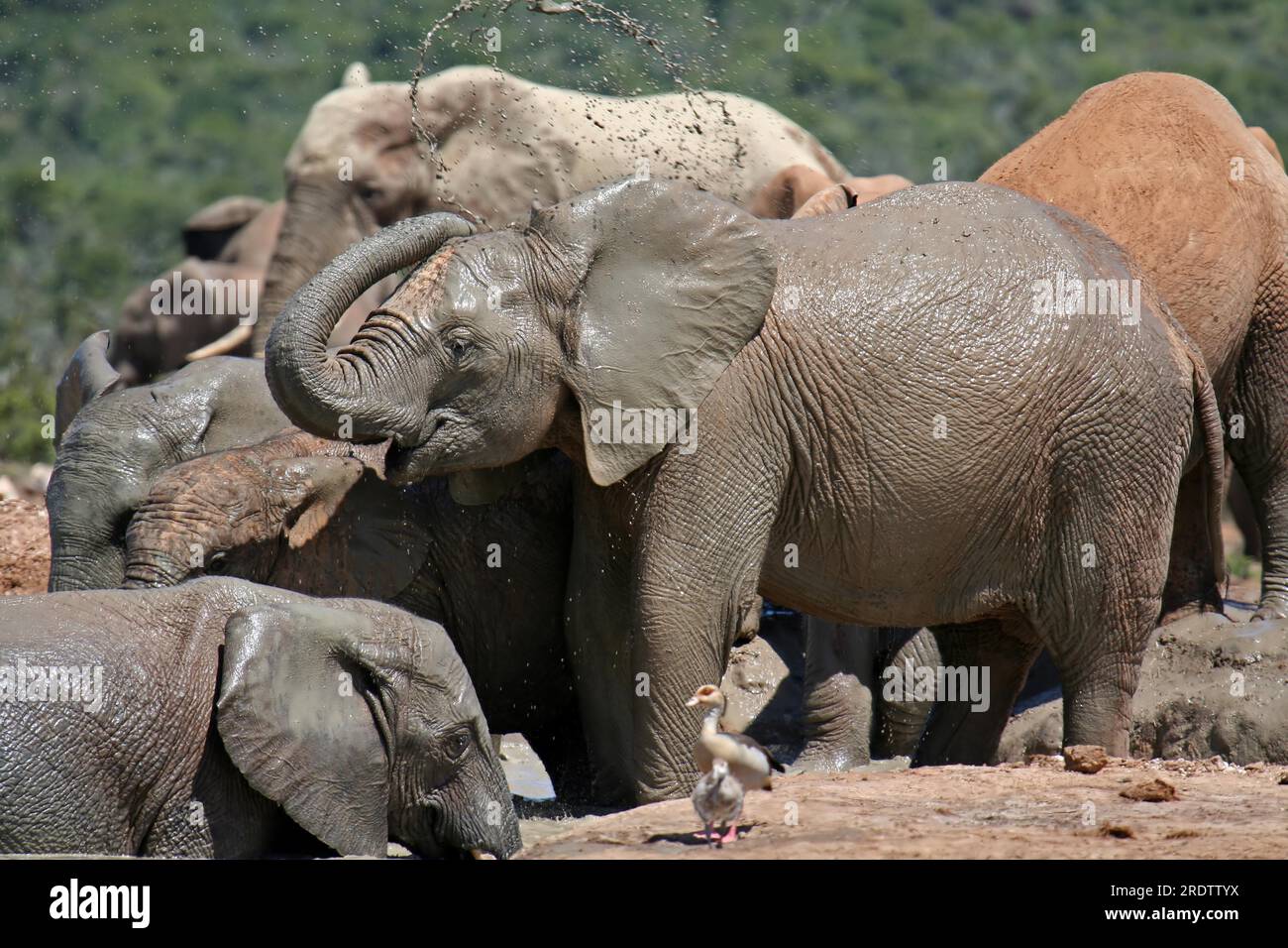 Elephant s in mud hi-res stock photography and images - Alamy