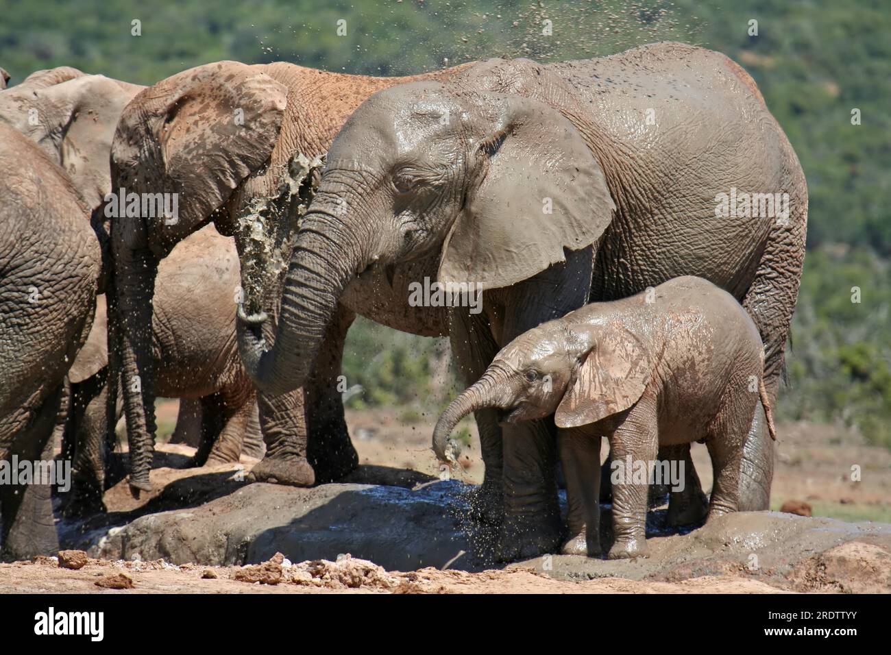 Elephant s in mud hi-res stock photography and images - Alamy
