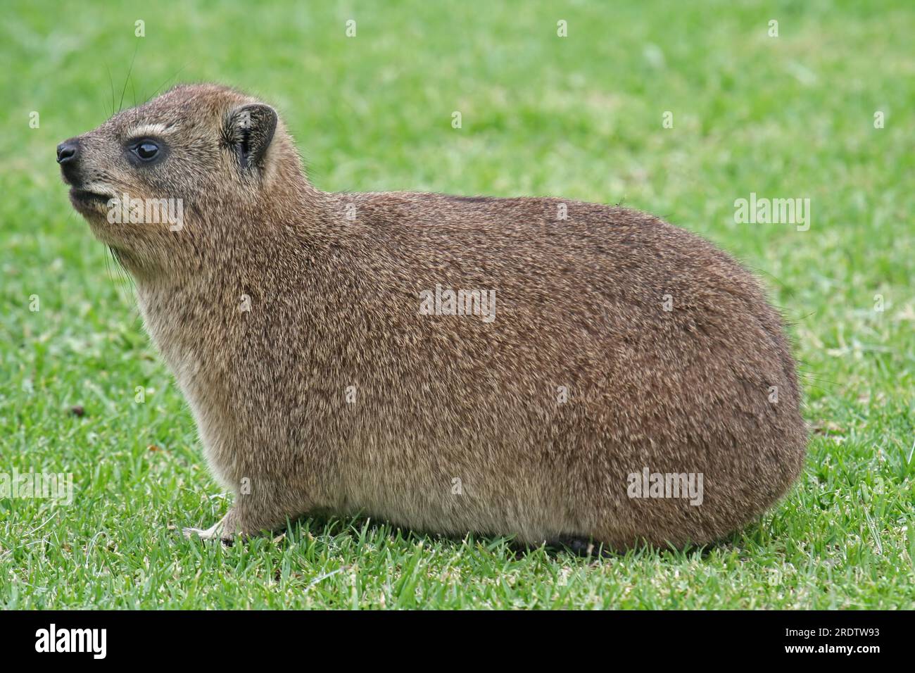 Rock Hyrax, Dassie, S Stock Photo - Alamy