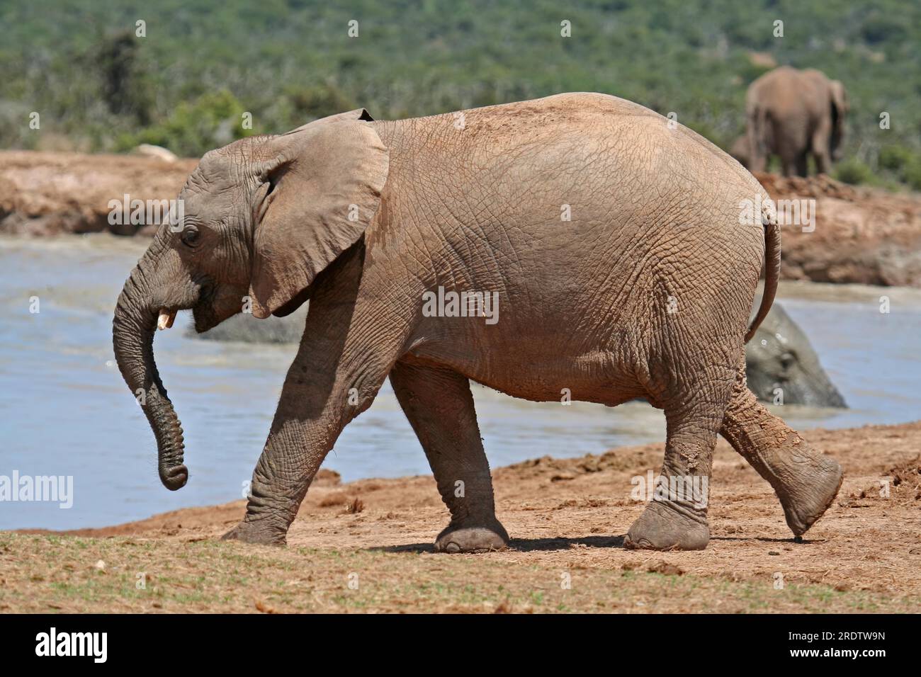 Walking elephant, S Stock Photo - Alamy