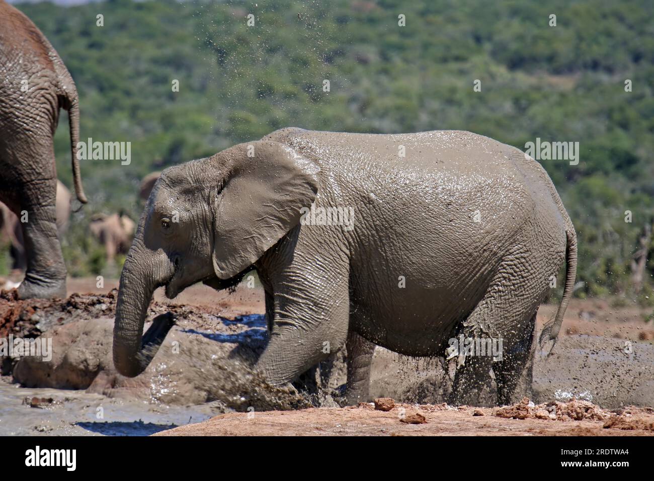 Badender Elefant, S Stock Photo - Alamy