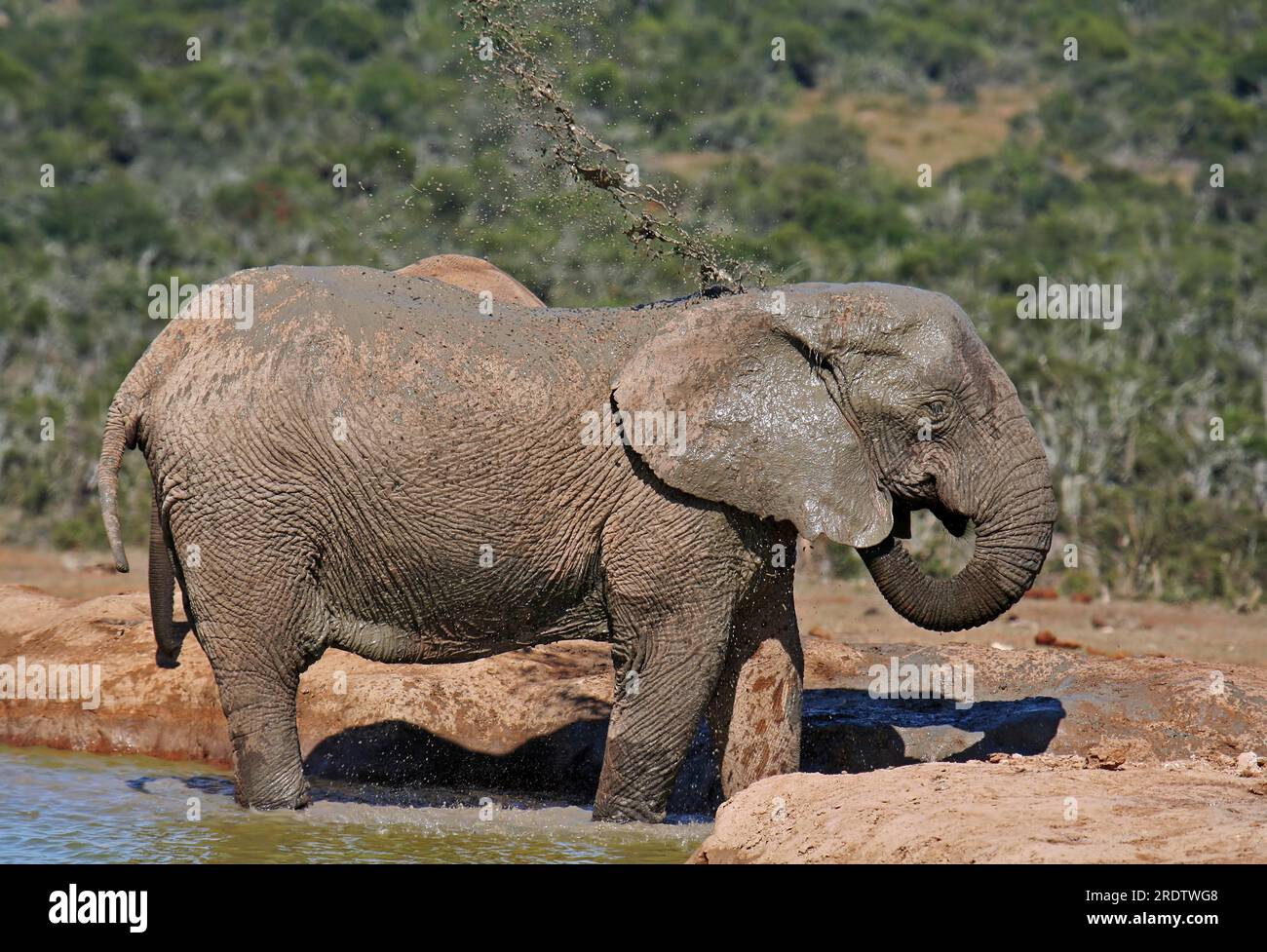 Badender Elefant, S Stock Photo - Alamy