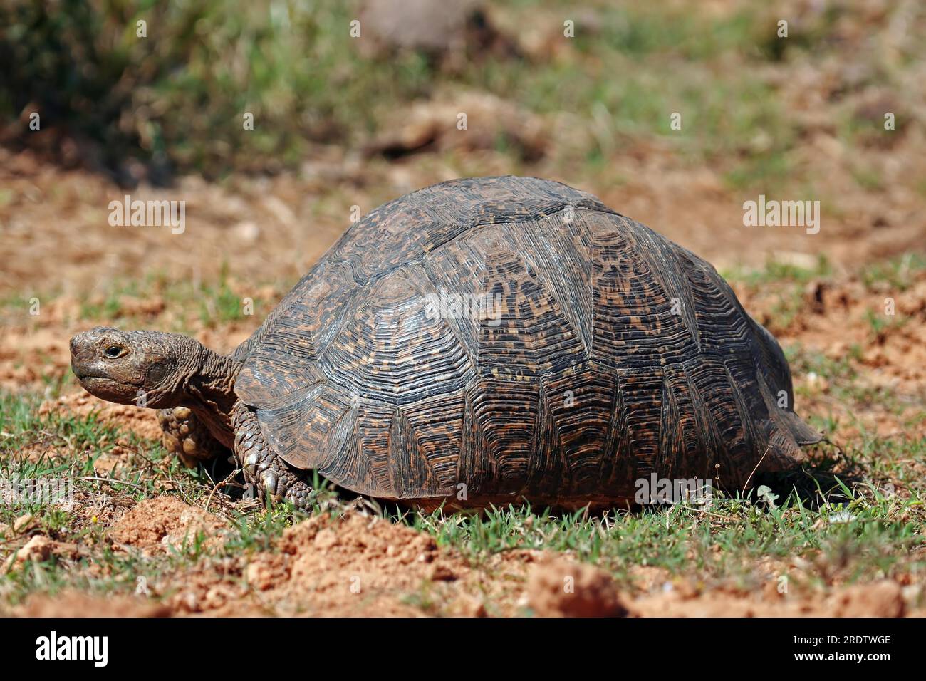 Testudo genus hi-res stock photography and images - Alamy