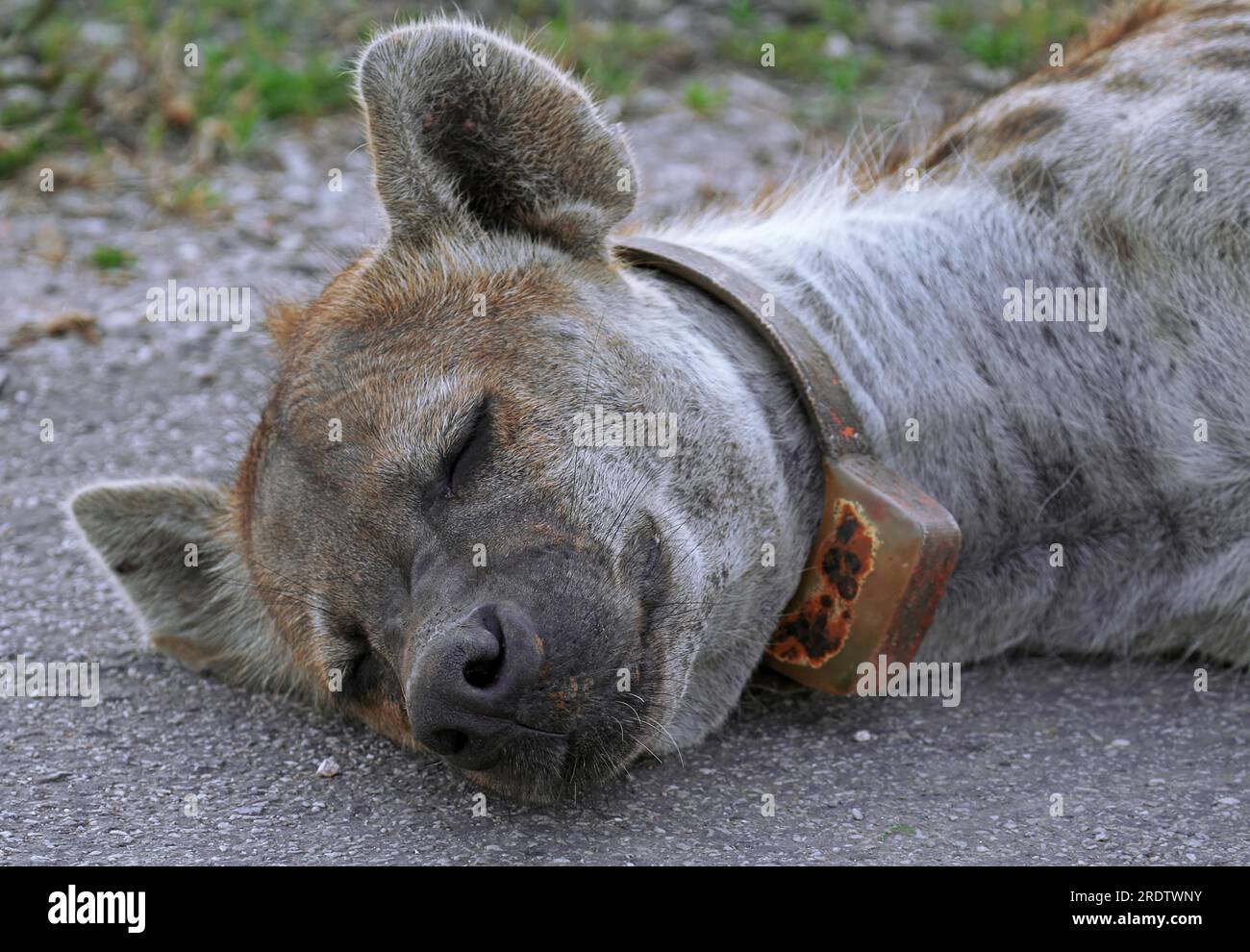 South african tv hi-res stock photography and images - Alamy