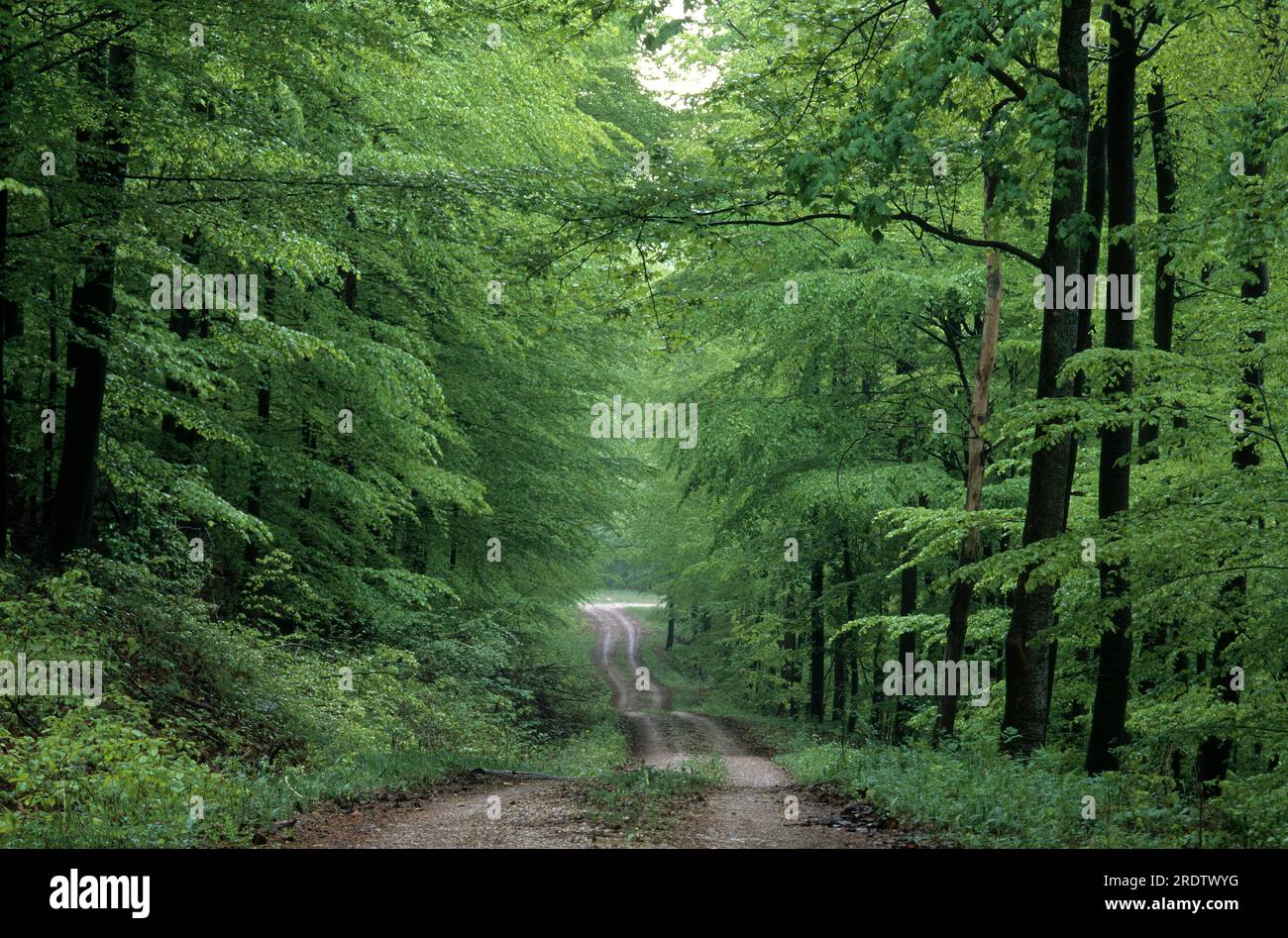 Forest path in Germany, Baden-Wuerttemberg, Germany, woodland path ...