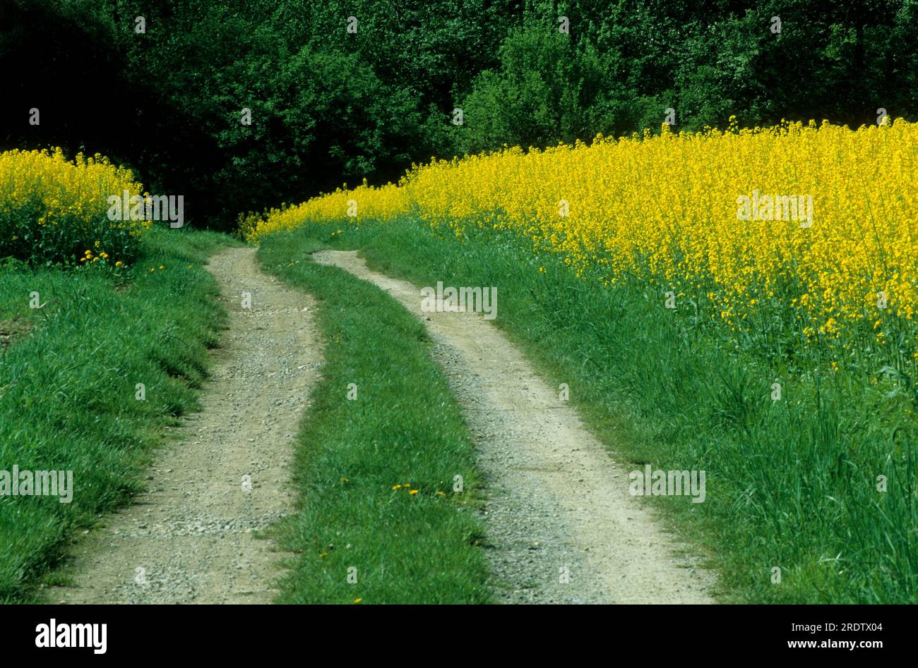 Path between rape fields, Germany, Baden-Wuerttemberg Stock Photo - Alamy