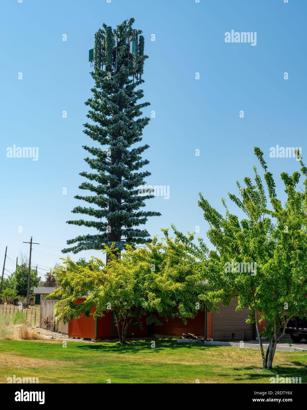 Camouflage cell tower as a tree in an urban scene Stock Photo - Alamy