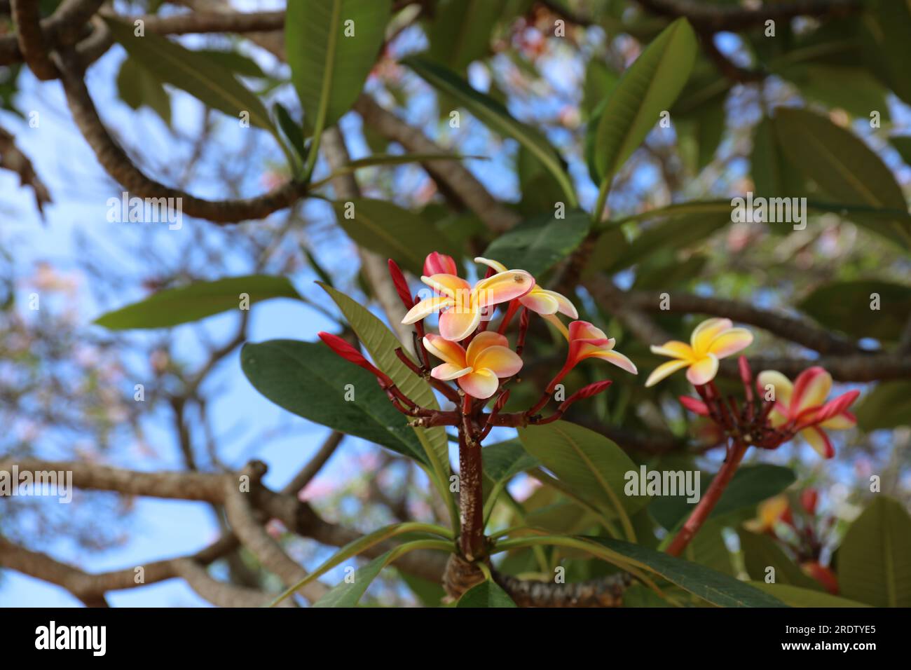 A Plumeria tree with pink and yellow flowers growing in Koko Crater ...