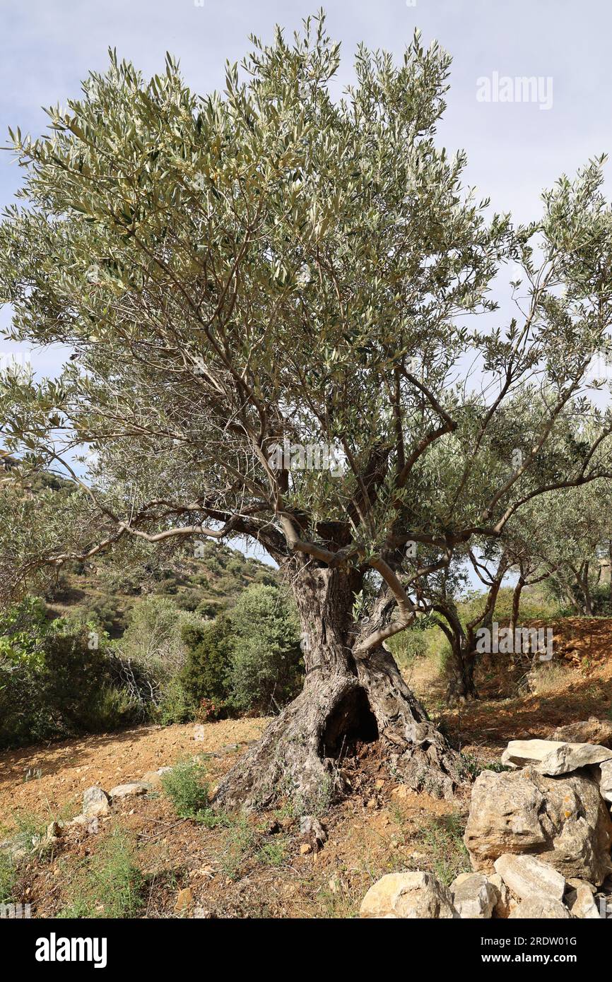 Old olive tree on a hiking trail in the small village Lefkes-Greece ...