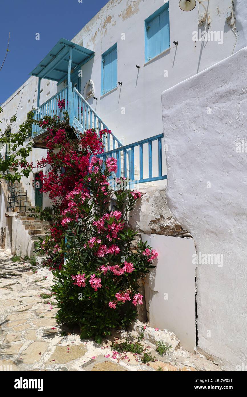 Romantic alley decorated with bougainvillea on Antiparos Island ...