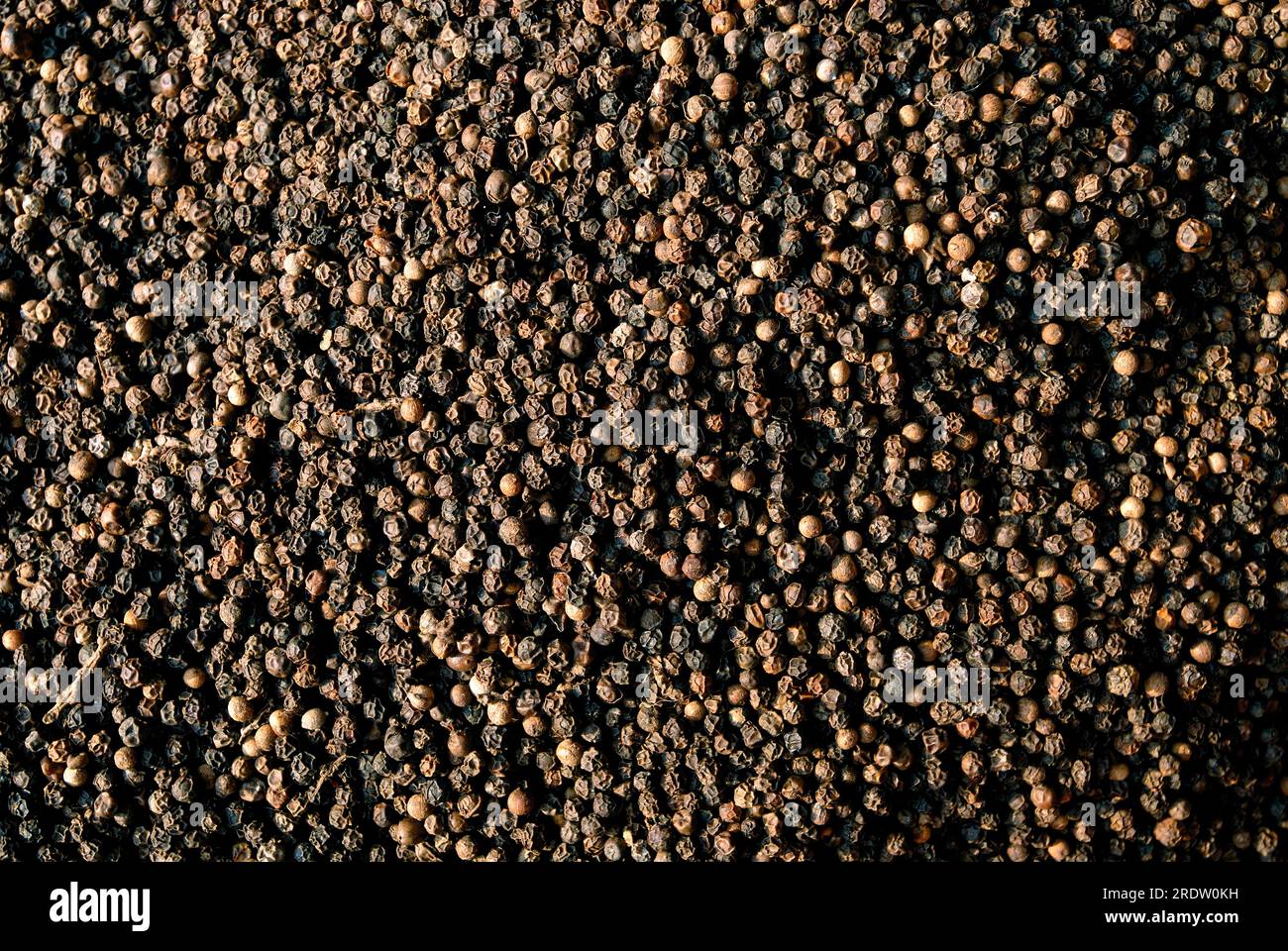 Black Pepper (Piper nigrum) piperaceae, bell pepper for sale at ...