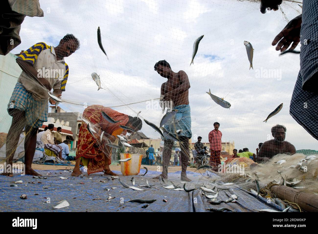 Fishermen collecting fish from the net at Kanyakumari, Tamil Nadu ...