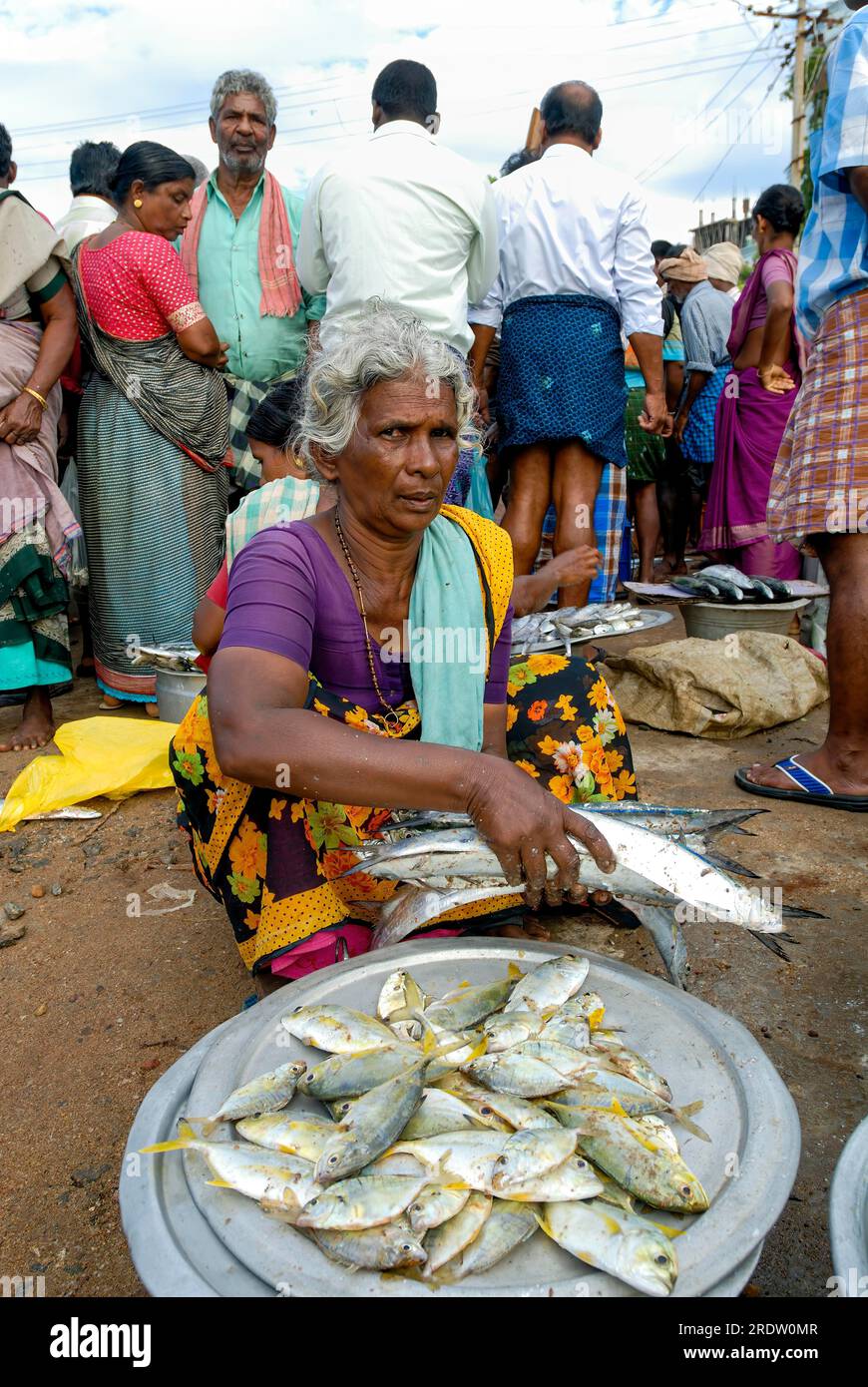 Fresh fishes for sale at Kanyakumari beach, Tamil Nadu, South India ...